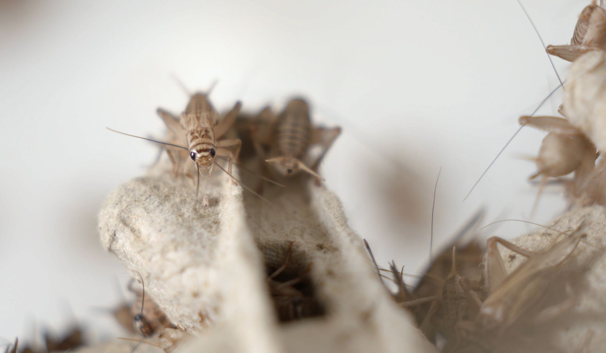 Familiarity breeds roach-respect, and even love, for a group of Florida ...